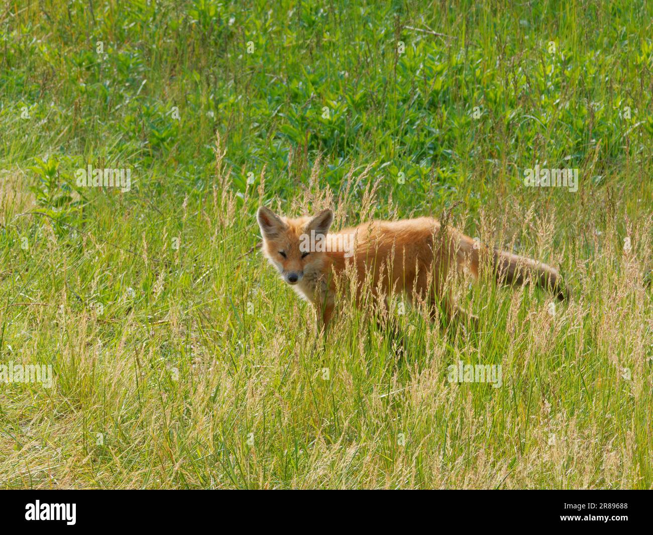 Red fox vulpes vulpes in marsh hi-res stock photography and images - Alamy