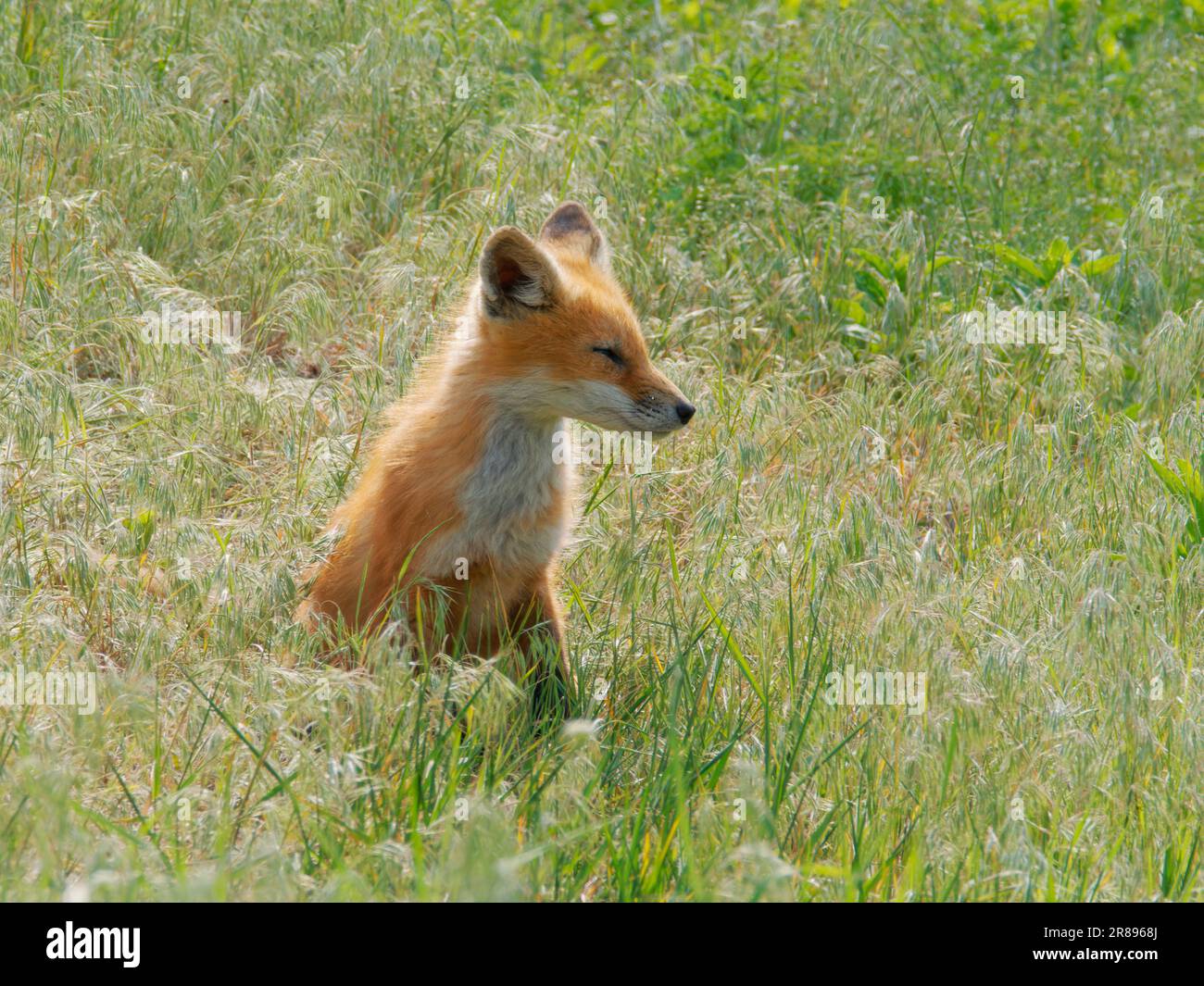 Red Fox Vulpes vulpes Magee Marsh, Ohio, USA MA004158 Stock Photo - Alamy