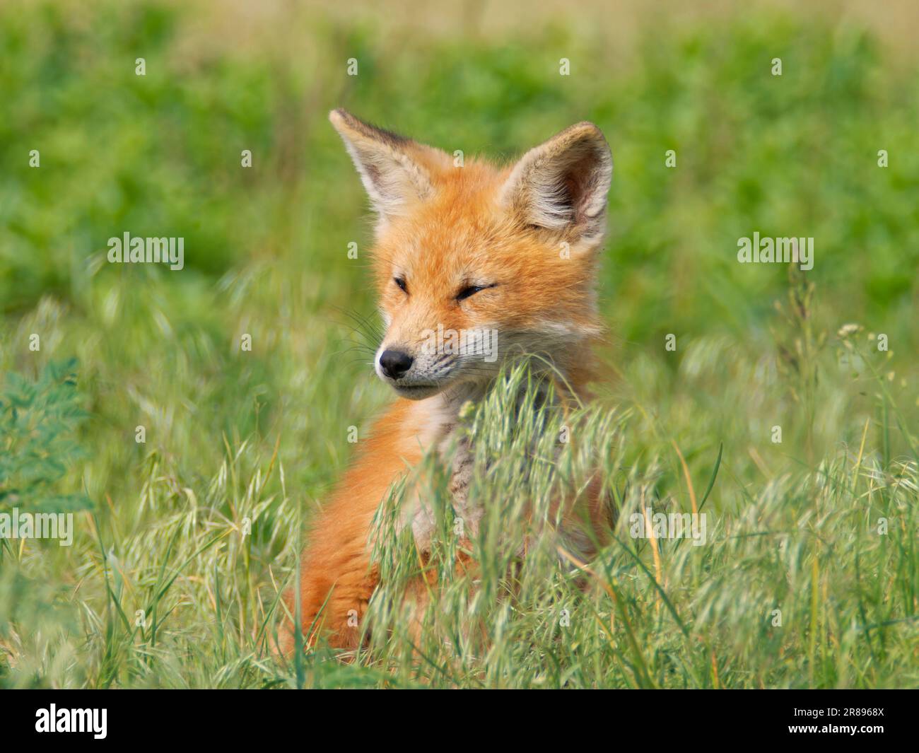 Red fox vulpes vulpes in marsh hi-res stock photography and images - Alamy