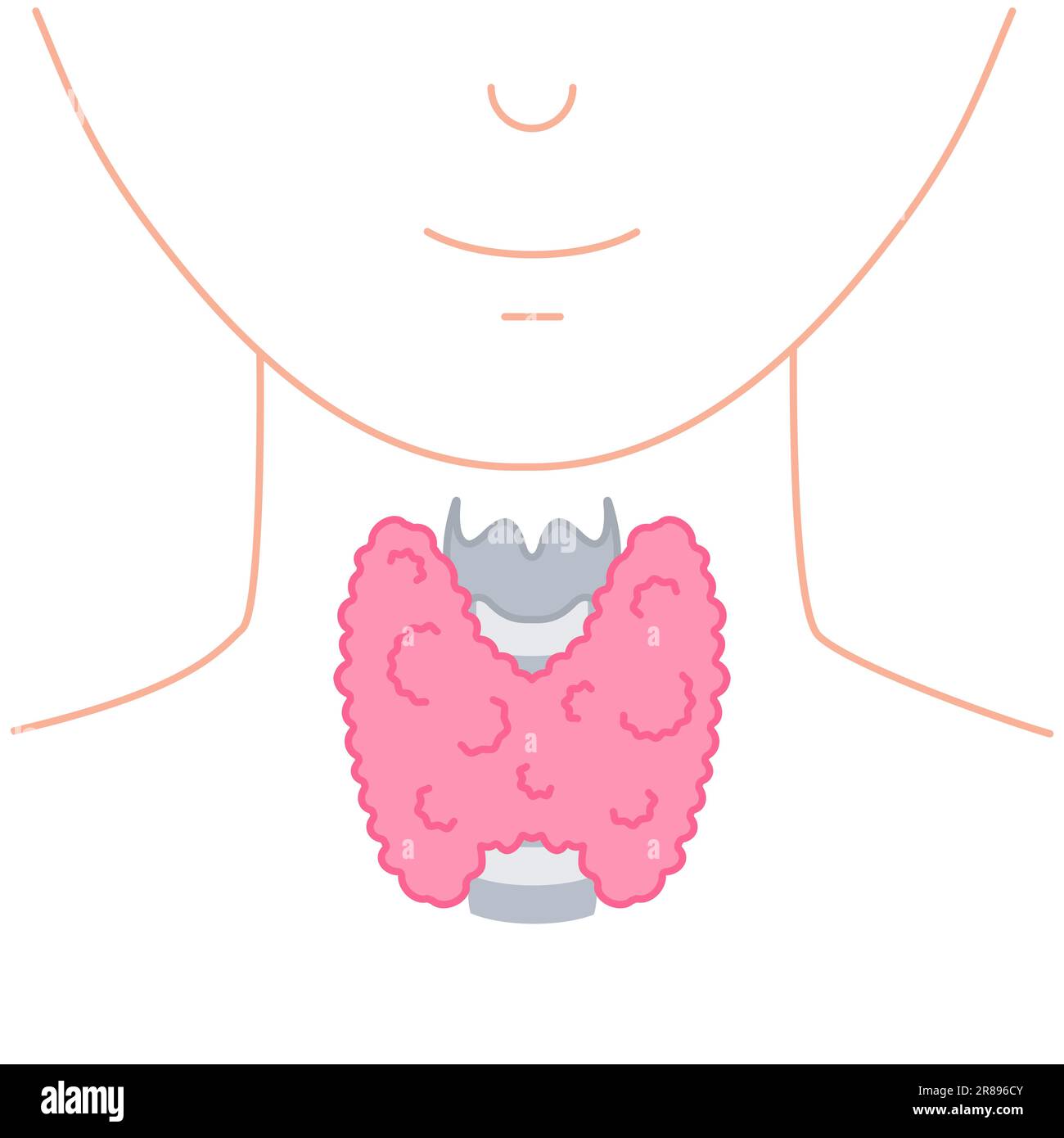 Healthy thyroid gland on neck silhouette diagram Stock Vector Image ...