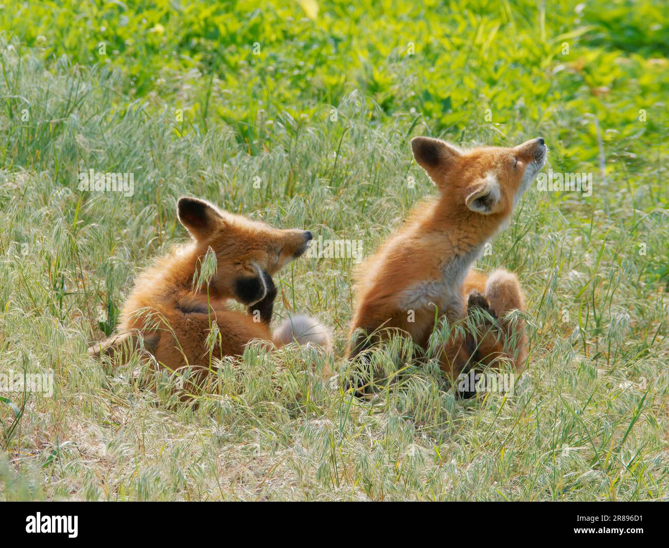 Red Fox - two foxes scratching Vulpes vulpes Magee Marsh, Ohio, USA ...