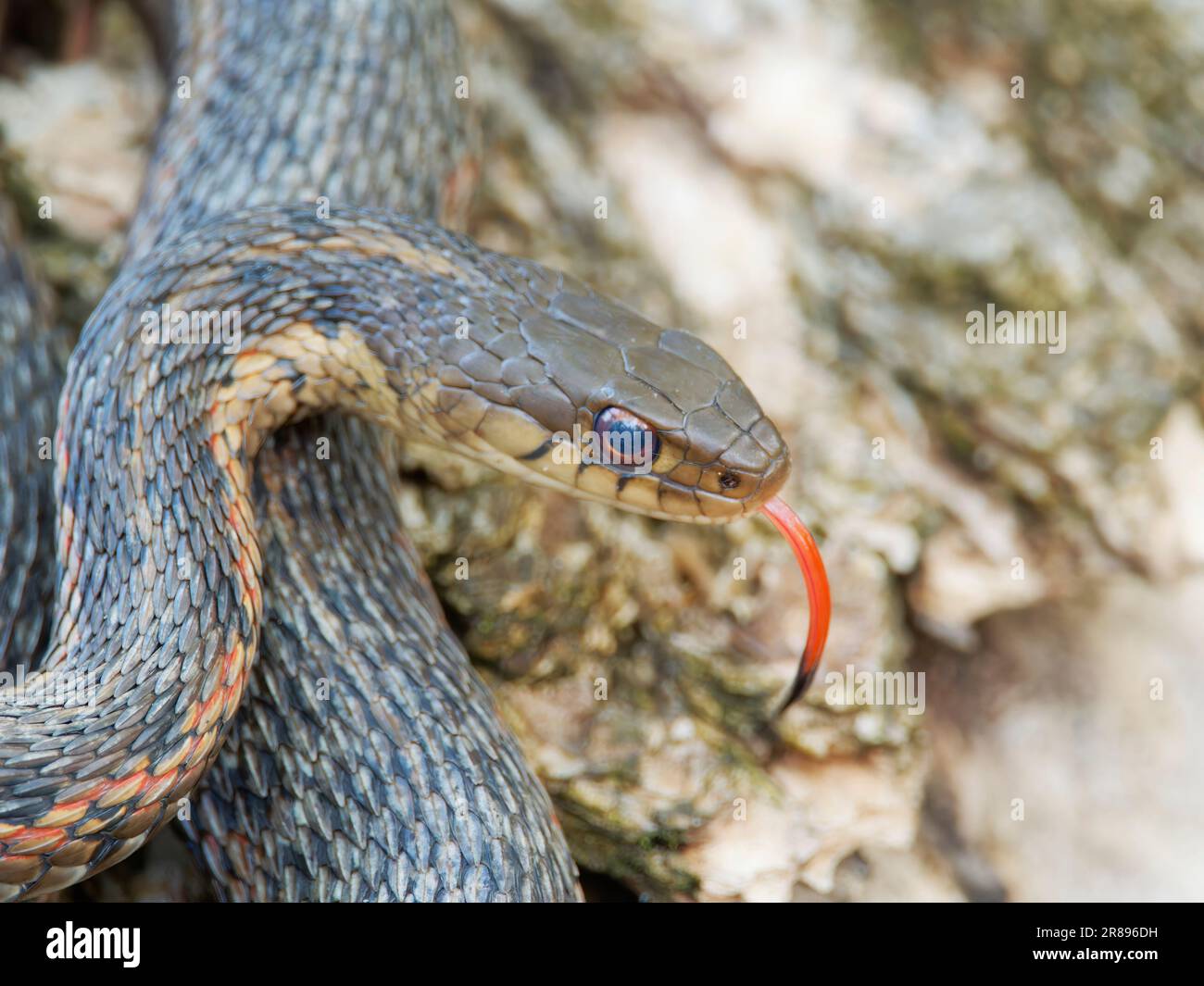 Common Garter Snake Thamnophis sirtalis Magee Marsh, Ohio, USA RE000483 ...