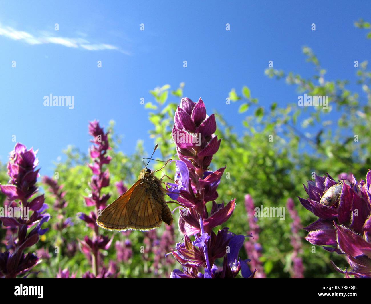 Everything is waking up and spring is starting. Brown burtterfly on ...