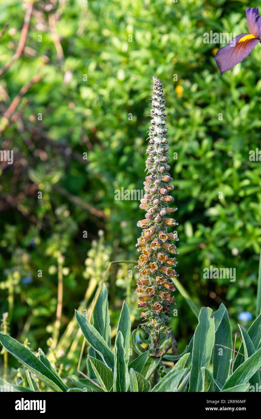 Digitalis ferruginea rusty foxglove hi-res stock photography and images ...
