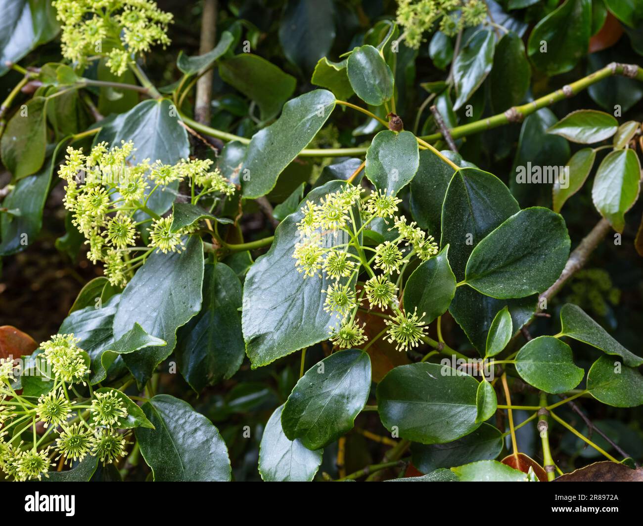 Wheel tree hi-res stock photography and images - Alamy