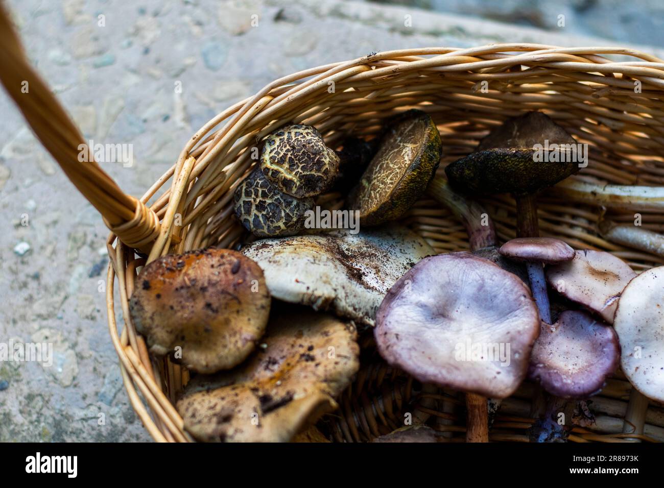 Forest mushroom basket, large group of mushrooms Stock Photo - Alamy