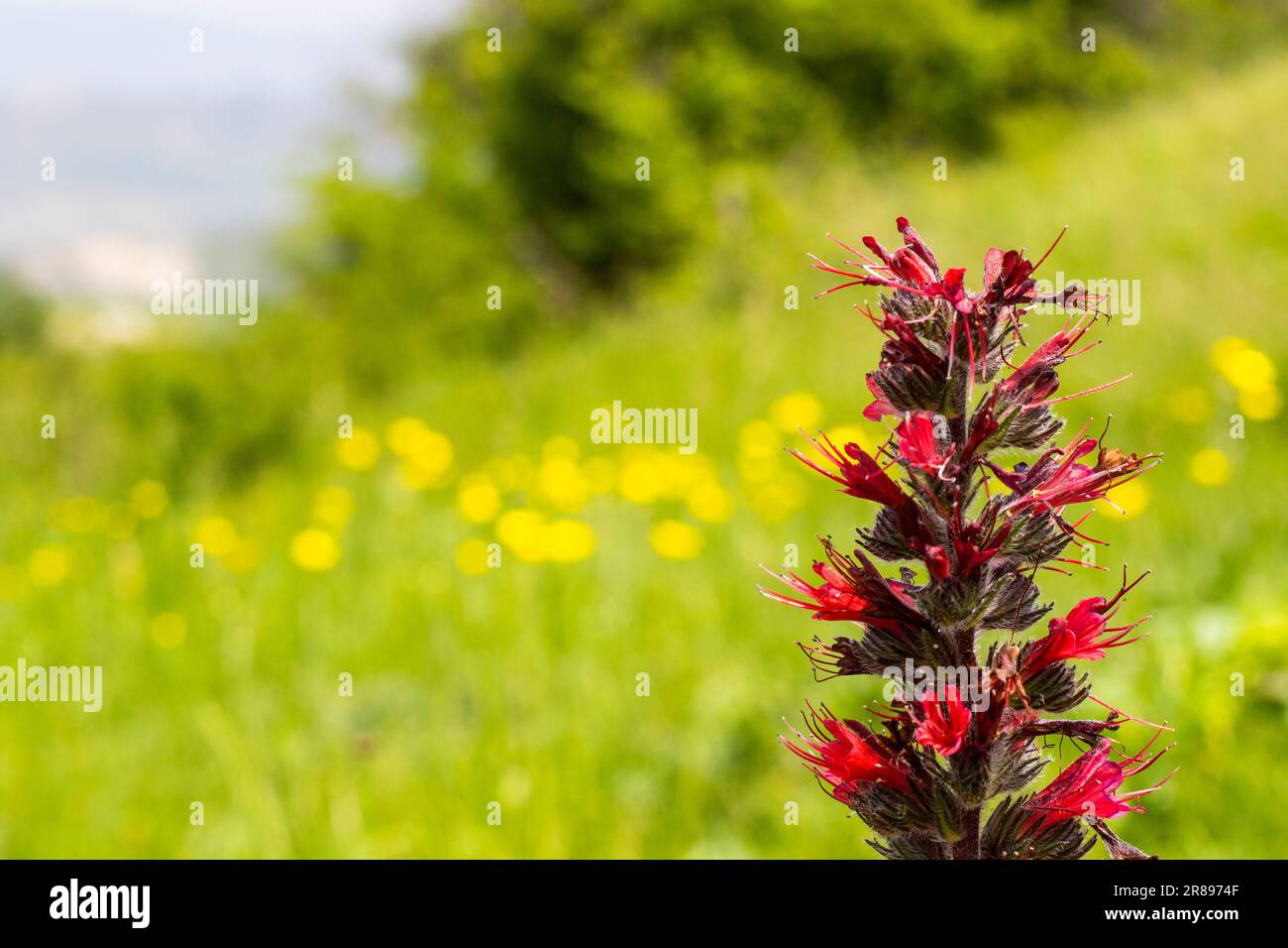 Russicum hi-res stock photography and images - Alamy