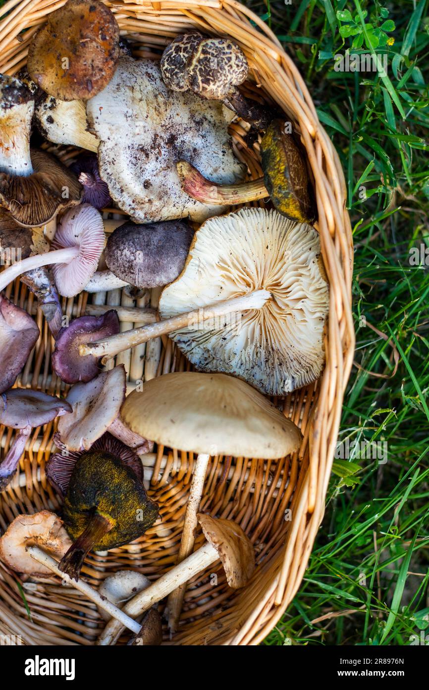 Forest mushroom basket, large group of mushrooms Stock Photo - Alamy