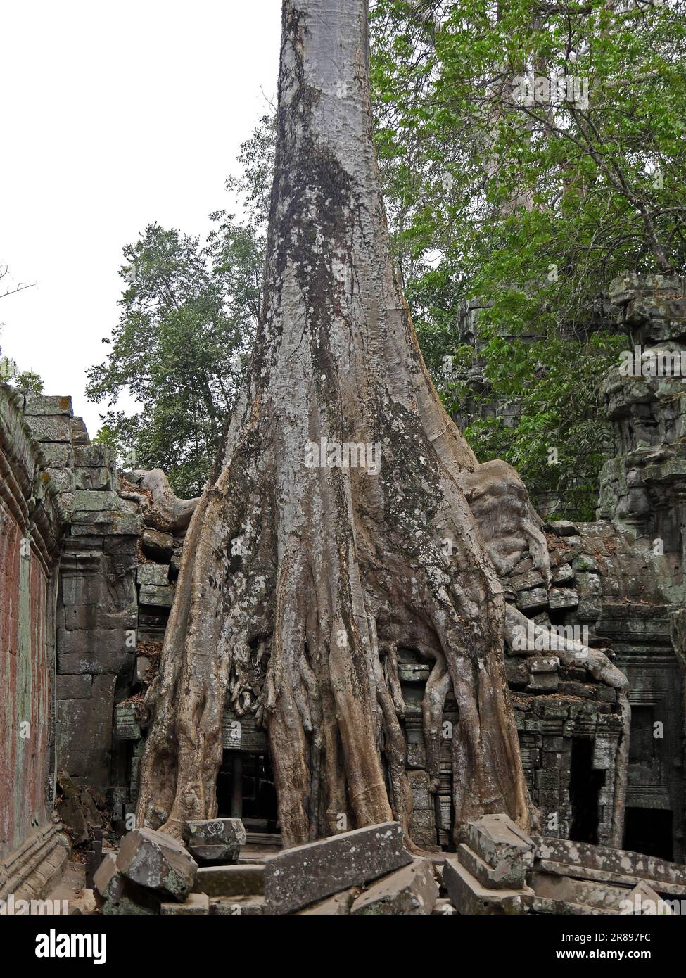 Tree roots grow over the ancient Ta Prohm temple, Siem Reap Province ...
