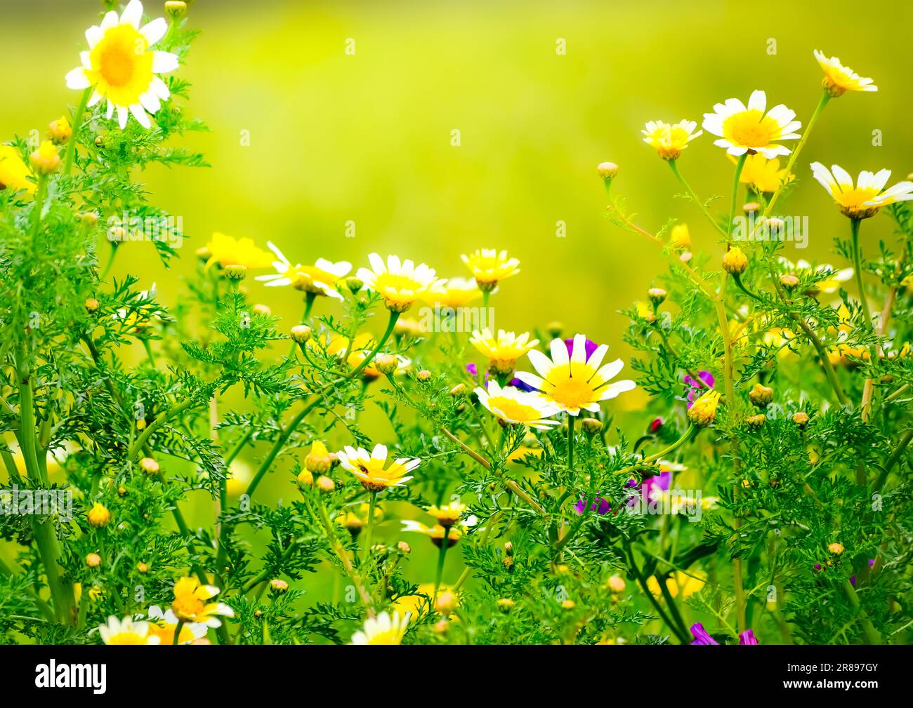 Outdoor in nature hi-res stock photography and images - Alamy