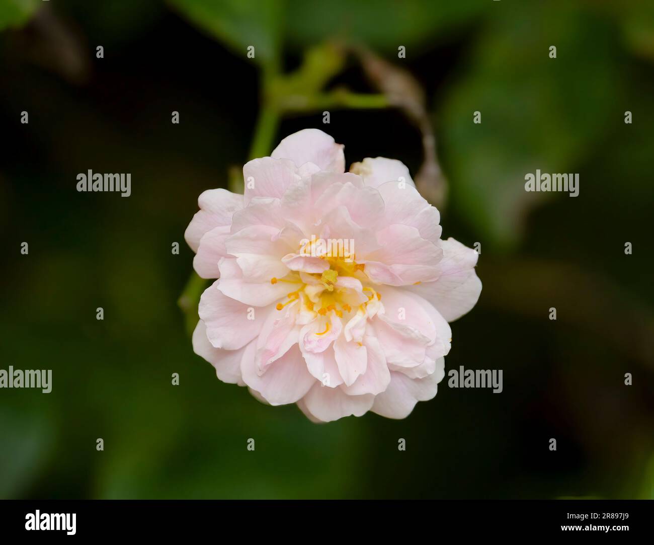 Rambling rose garden hi-res stock photography and images - Alamy