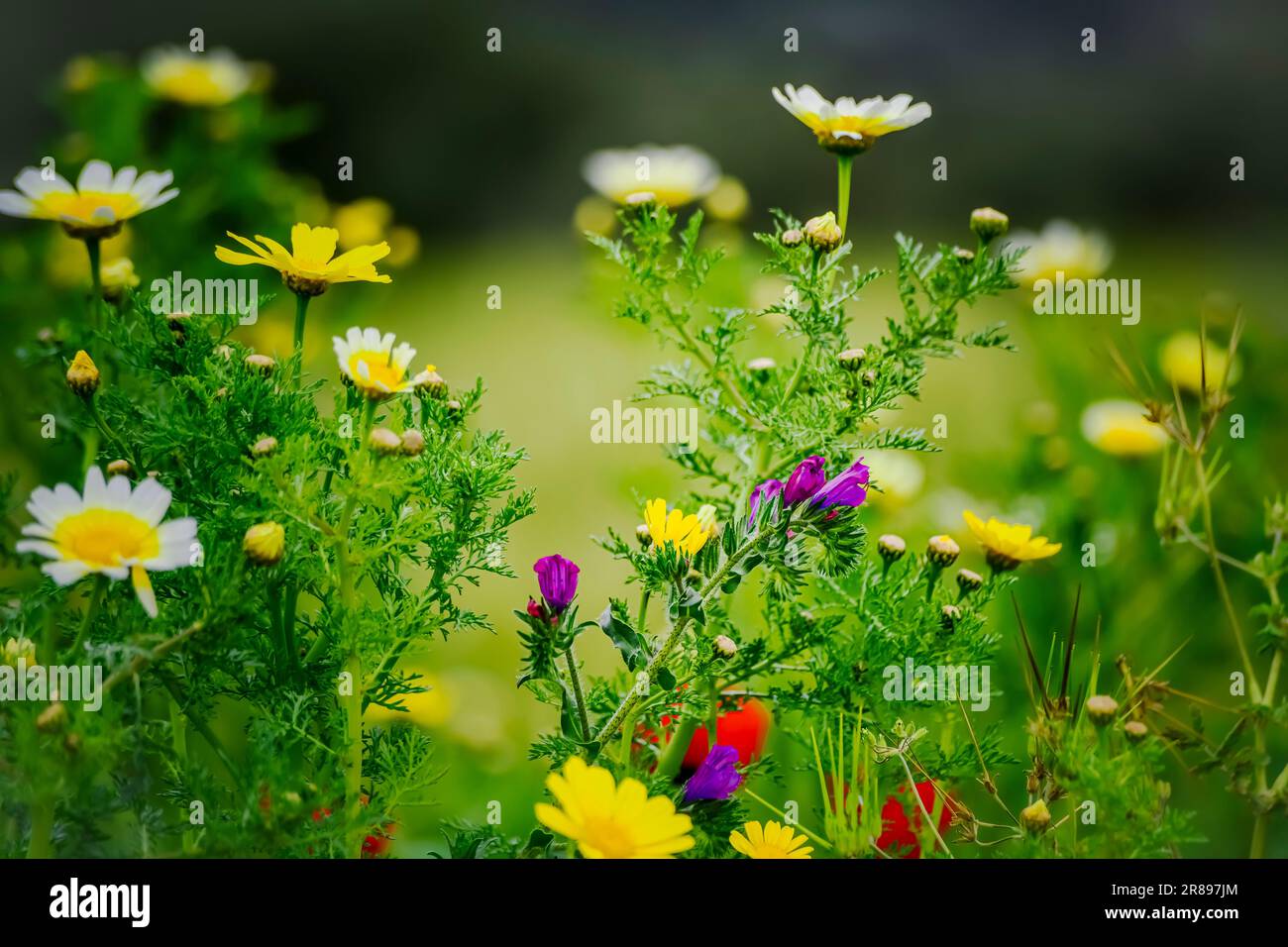 spring flowers in nature close up photography Stock Photo - Alamy