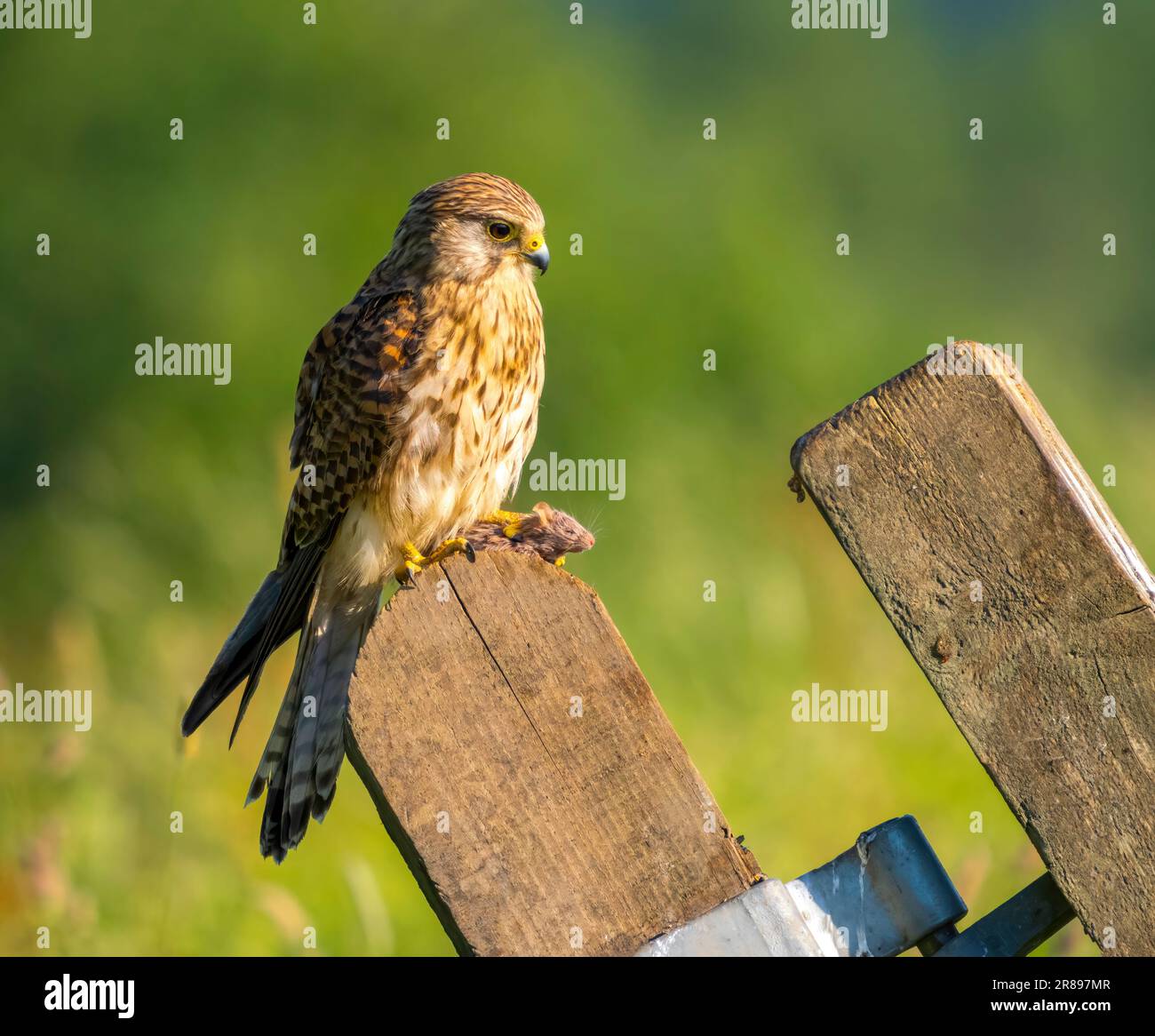 A female Kestrel, (Falco tinnunculus), perched on an old gate post and eating a field mouse it ...