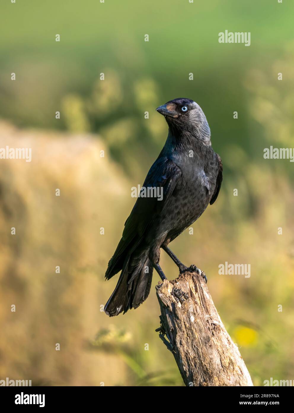 Old crow family hi-res stock photography and images - Alamy