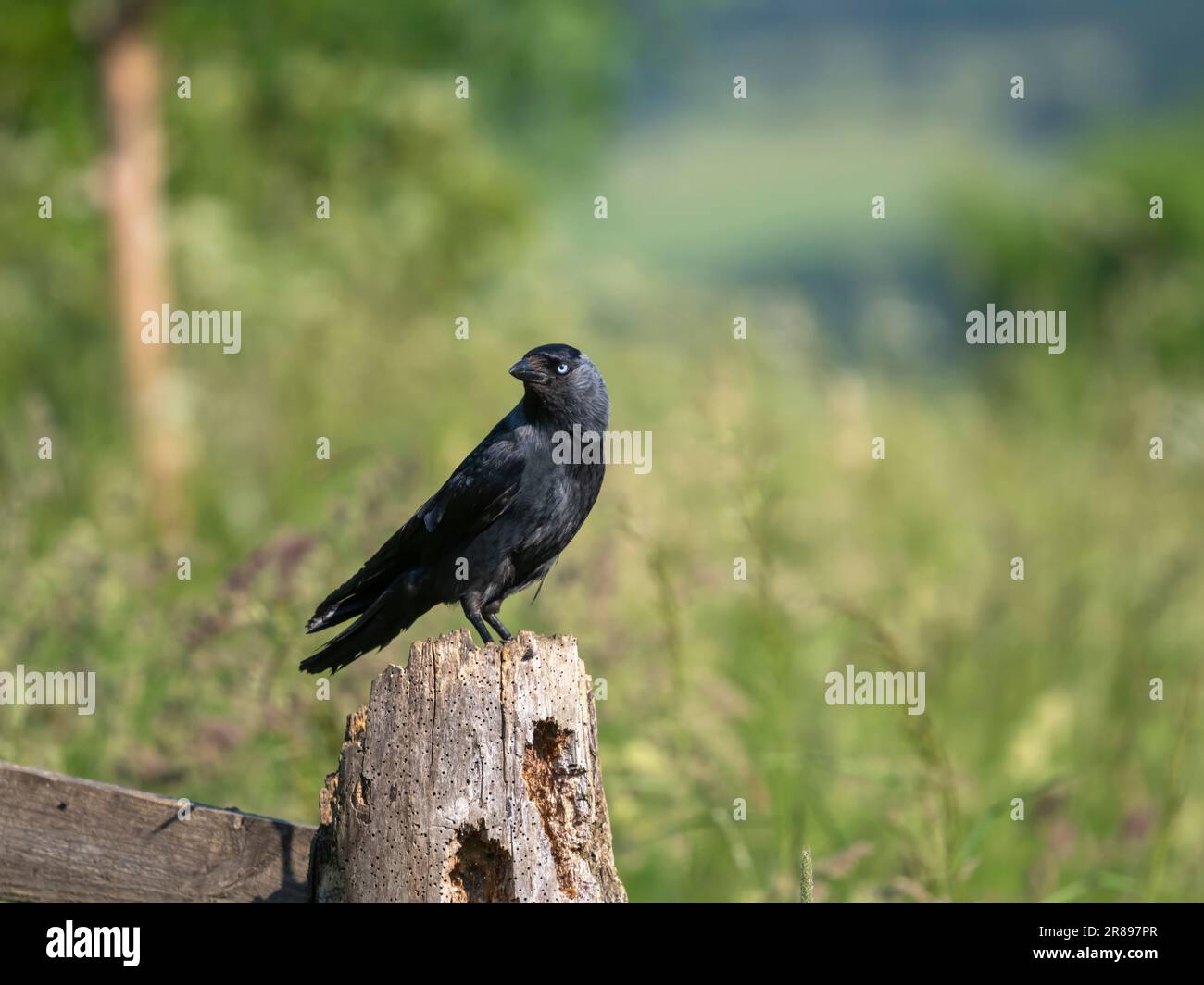 A Jackdaw, (Corvus monedula), a member of the Crow family, ever ...