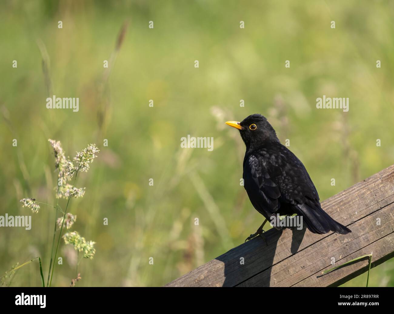 Blackbirds and fence hi-res stock photography and images - Alamy