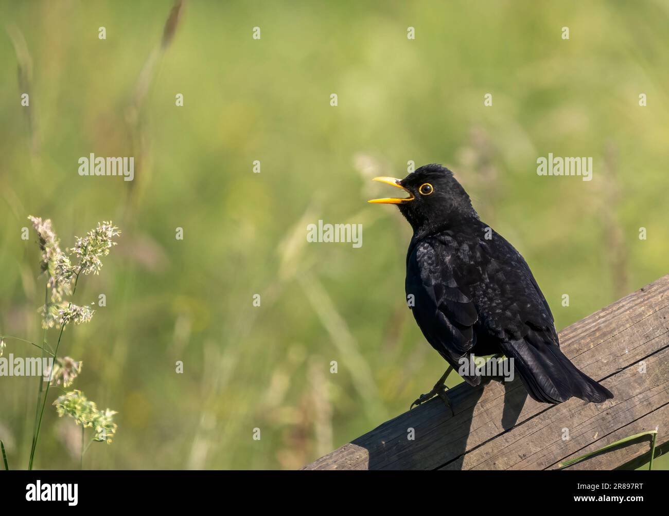 Blackbirds and fence hi-res stock photography and images - Alamy