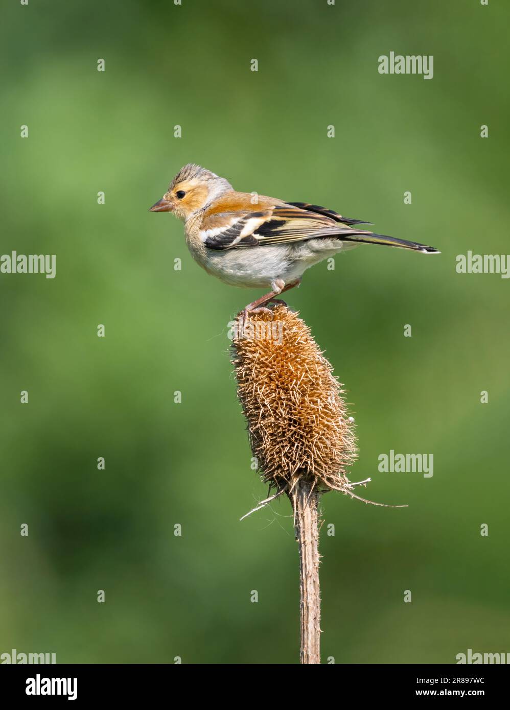 Female chaffinches hi-res stock photography and images - Alamy