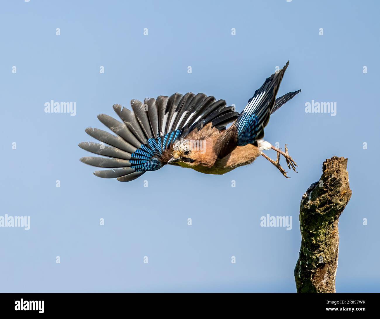 A Jay, (Garrulus glandarius), a member of the crow family, taking off ...