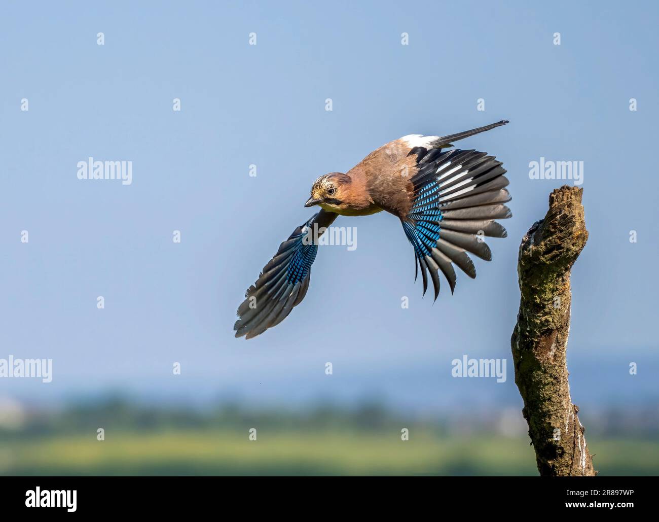 A Jay, (Garrulus glandarius), a member of the crow family, taking off ...
