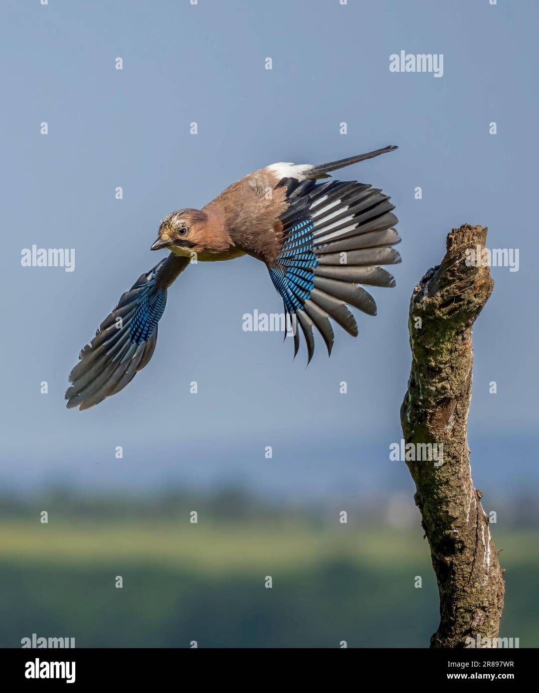A Jay, (Garrulus glandarius), a member of the crow family, taking off ...