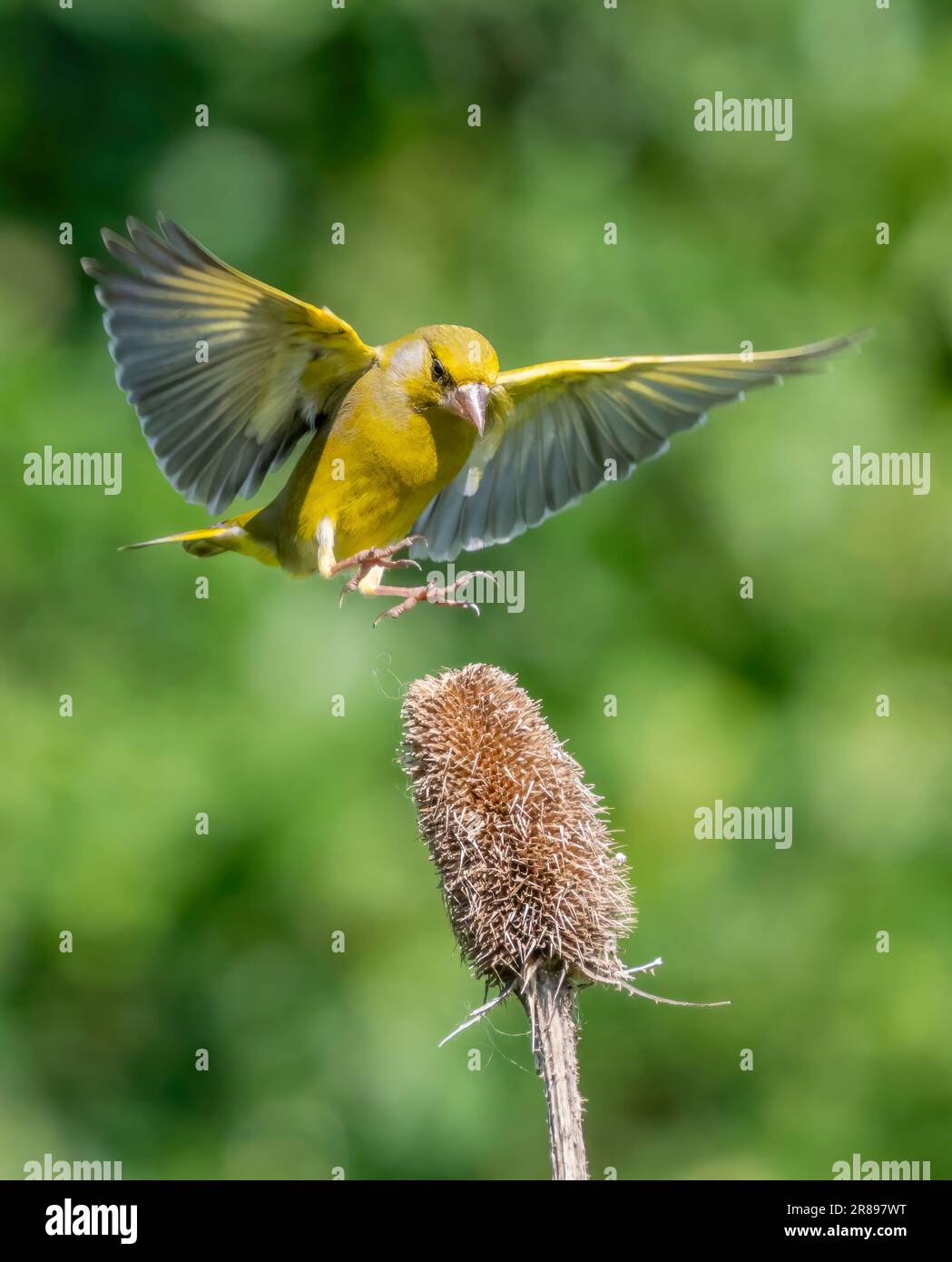 A Greenfinch, (Chloris chloris), with wings fully spread, as it comes ...