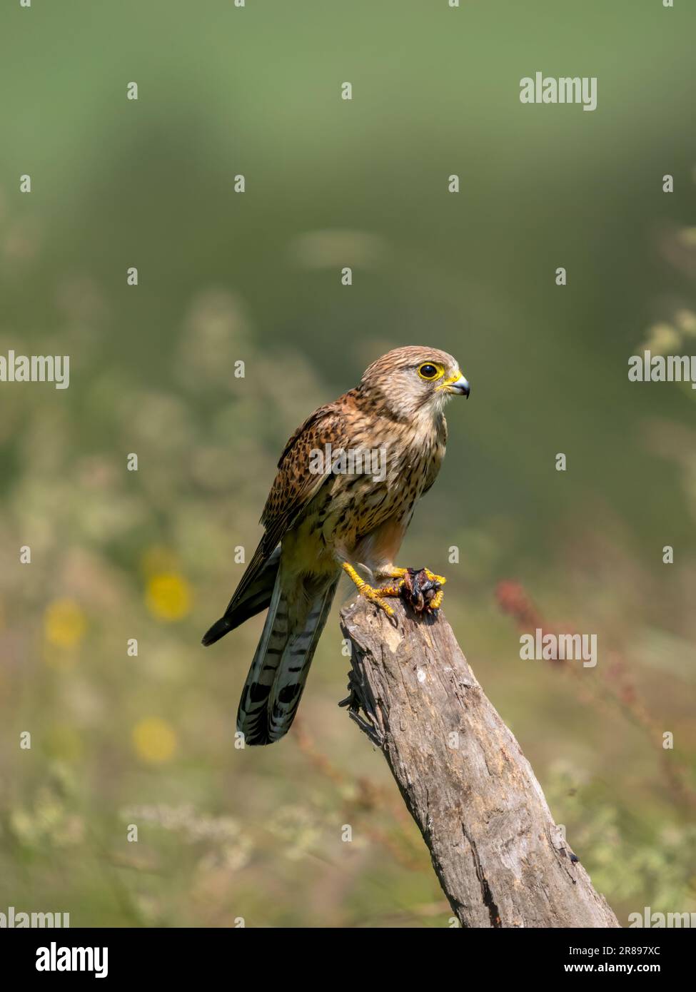 Female kestrel hi-res stock photography and images - Alamy