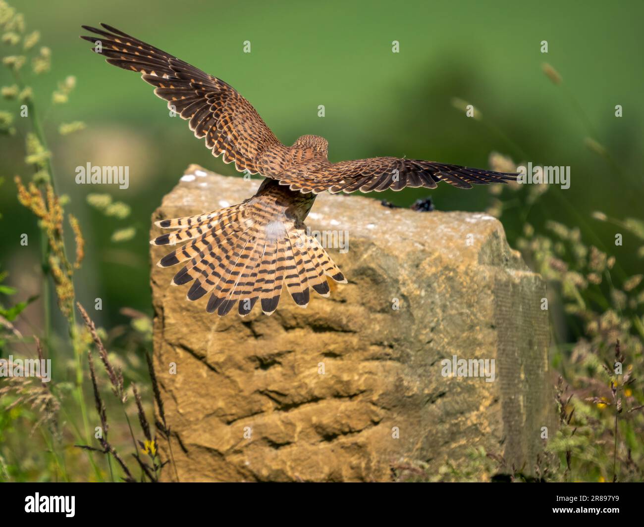 British birds of prey in flight hi-res stock photography and images - Alamy