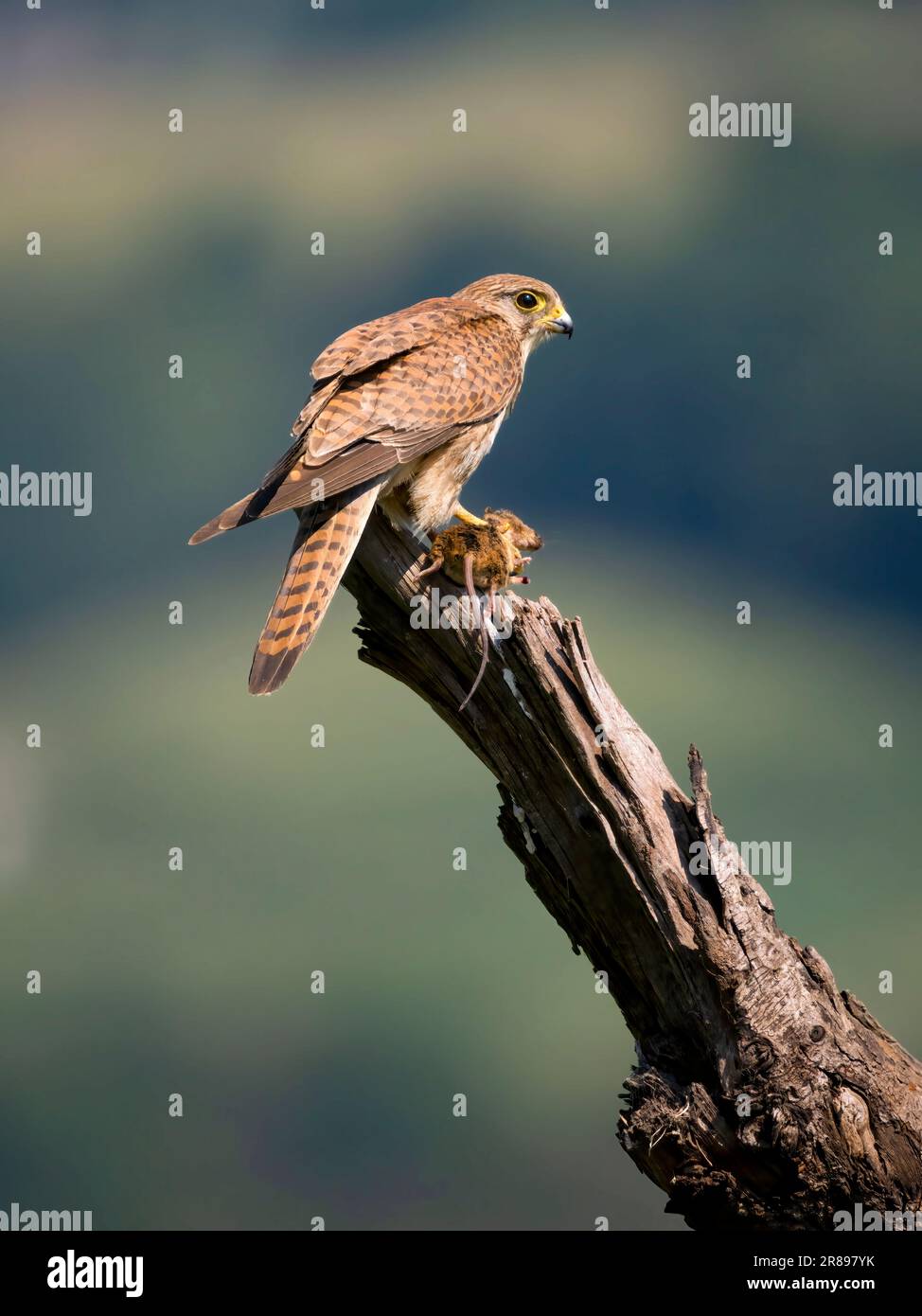 A female Kestrel, (Falco tinnunculus), ever watchful as she is perched ...