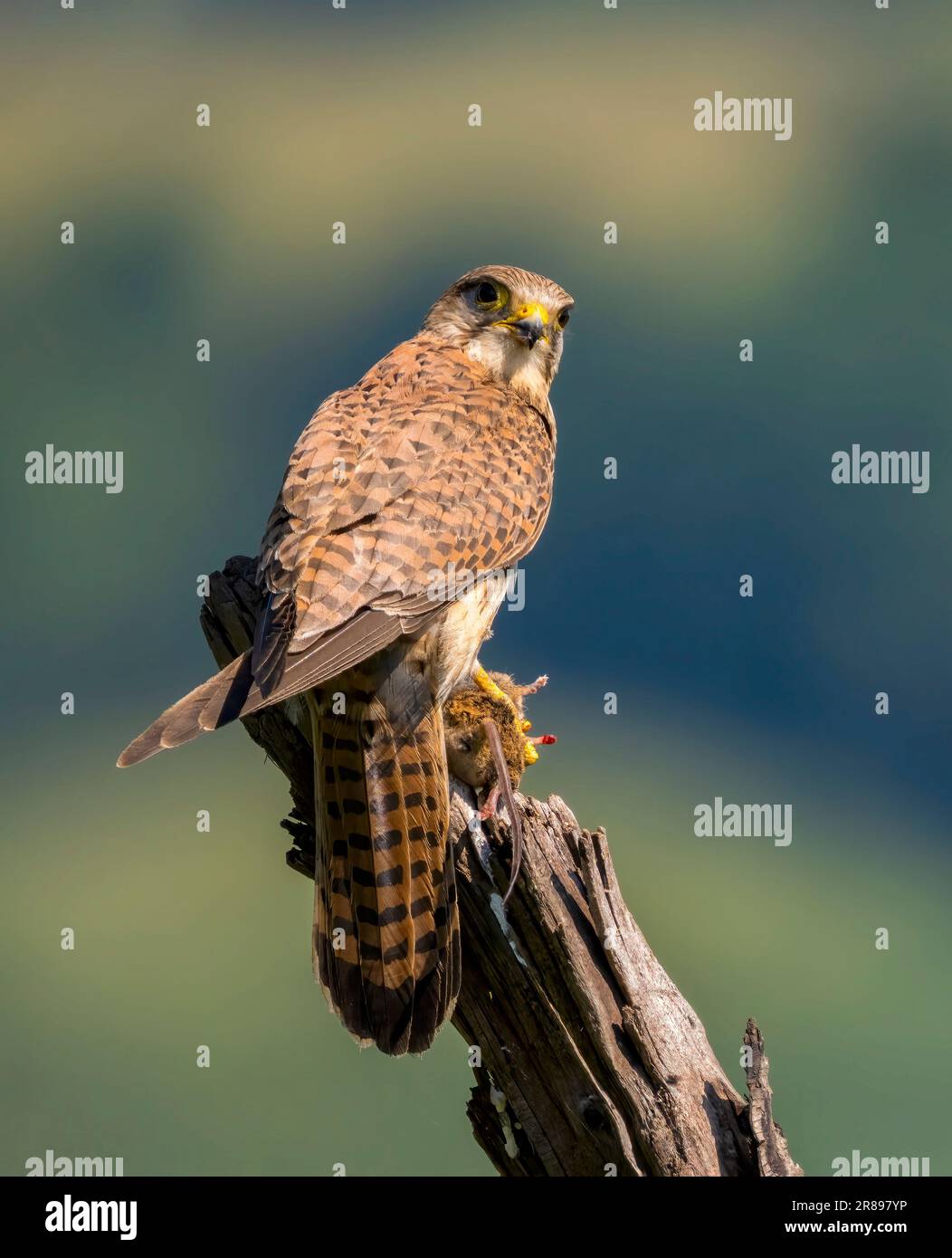 A female Kestrel, (Falco tinnunculus), ever watchful as she is perched ...