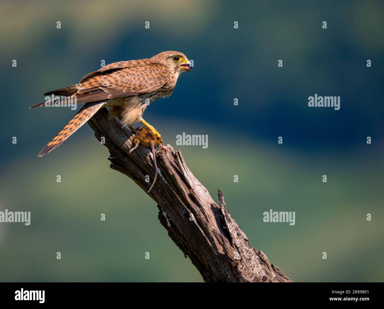 A female Kestrel, (Falco tinnunculus), ever watchful as she is perched ...
