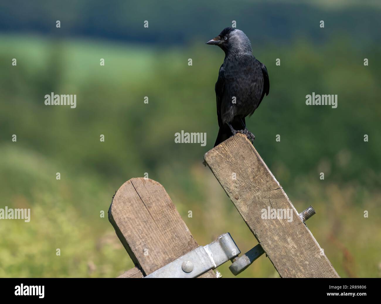 Crow family hi-res stock photography and images - Alamy