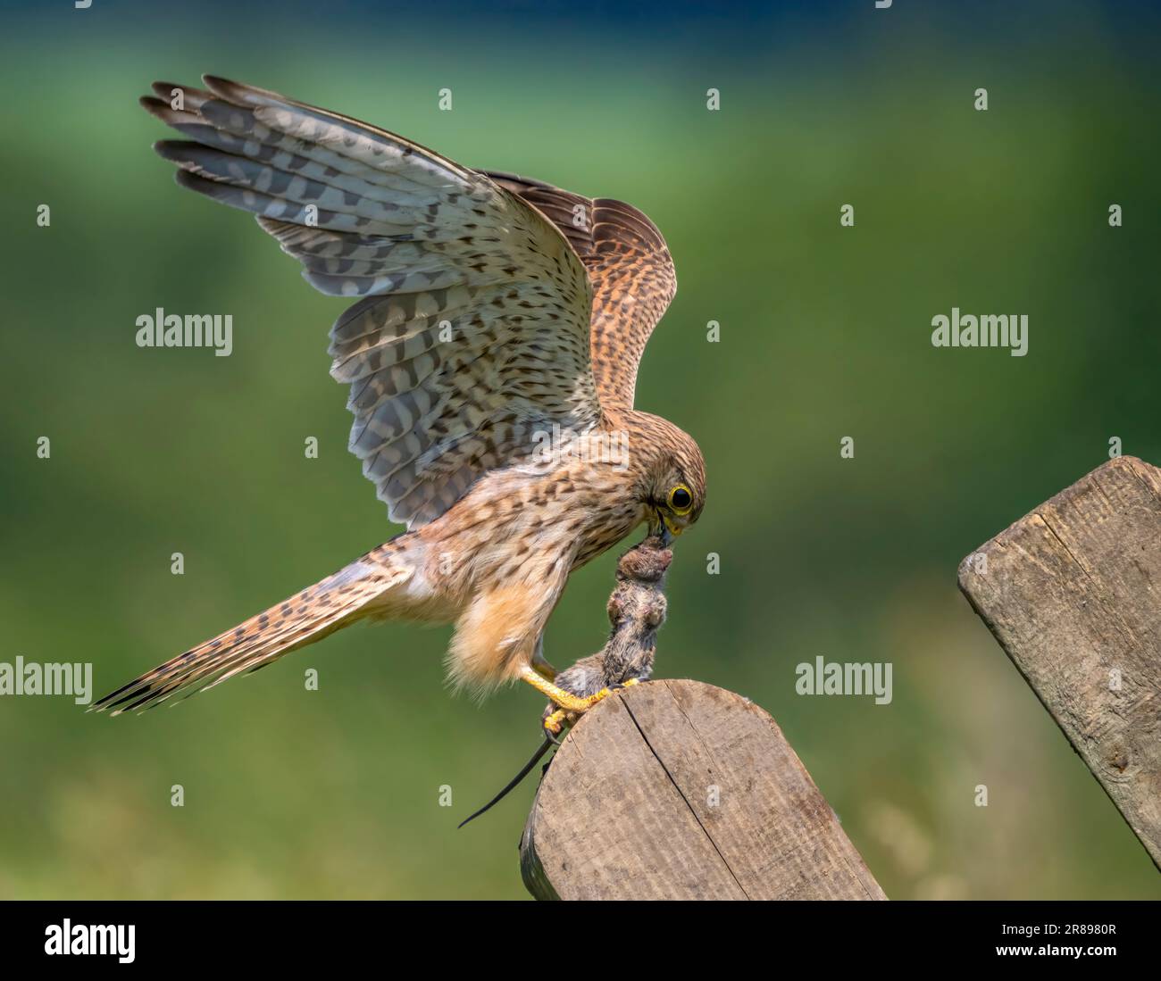 A female Kestrel, (Falco tinnunculus), on an old wooden fence post ...