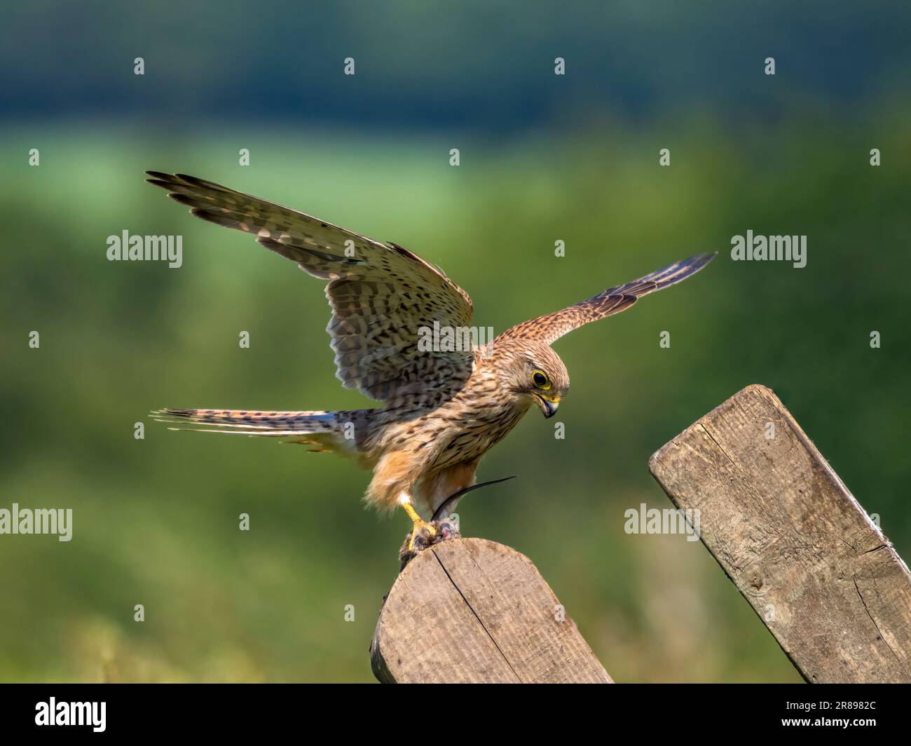 Kestrel open wings hi-res stock photography and images - Alamy