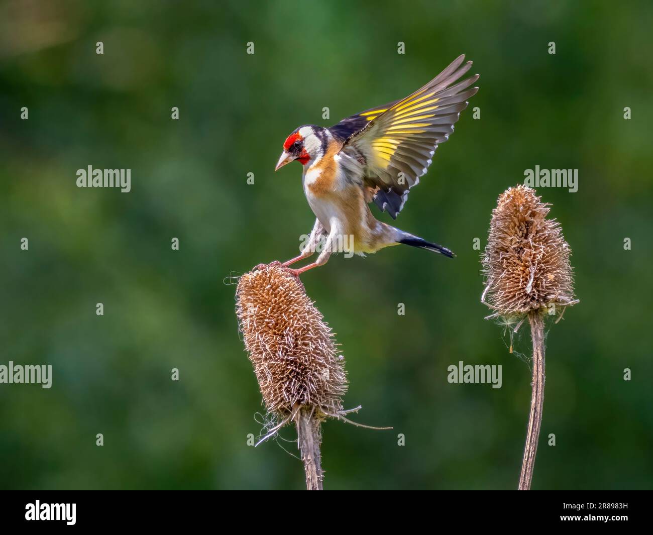 Goldfinches flying hi-res stock photography and images - Alamy