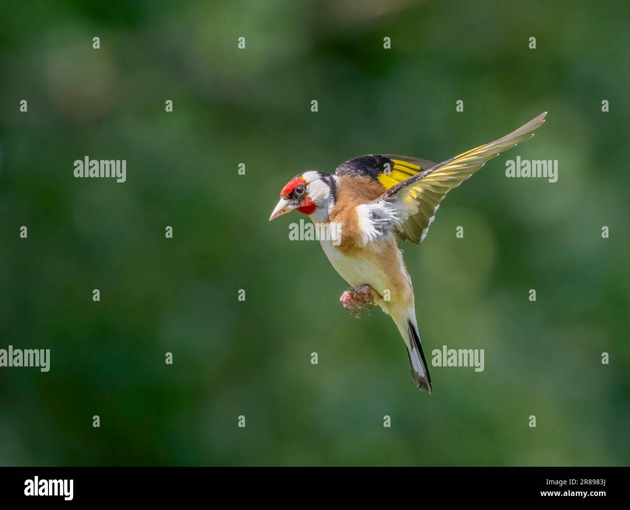 Goldfinch in flight hi-res stock photography and images - Alamy