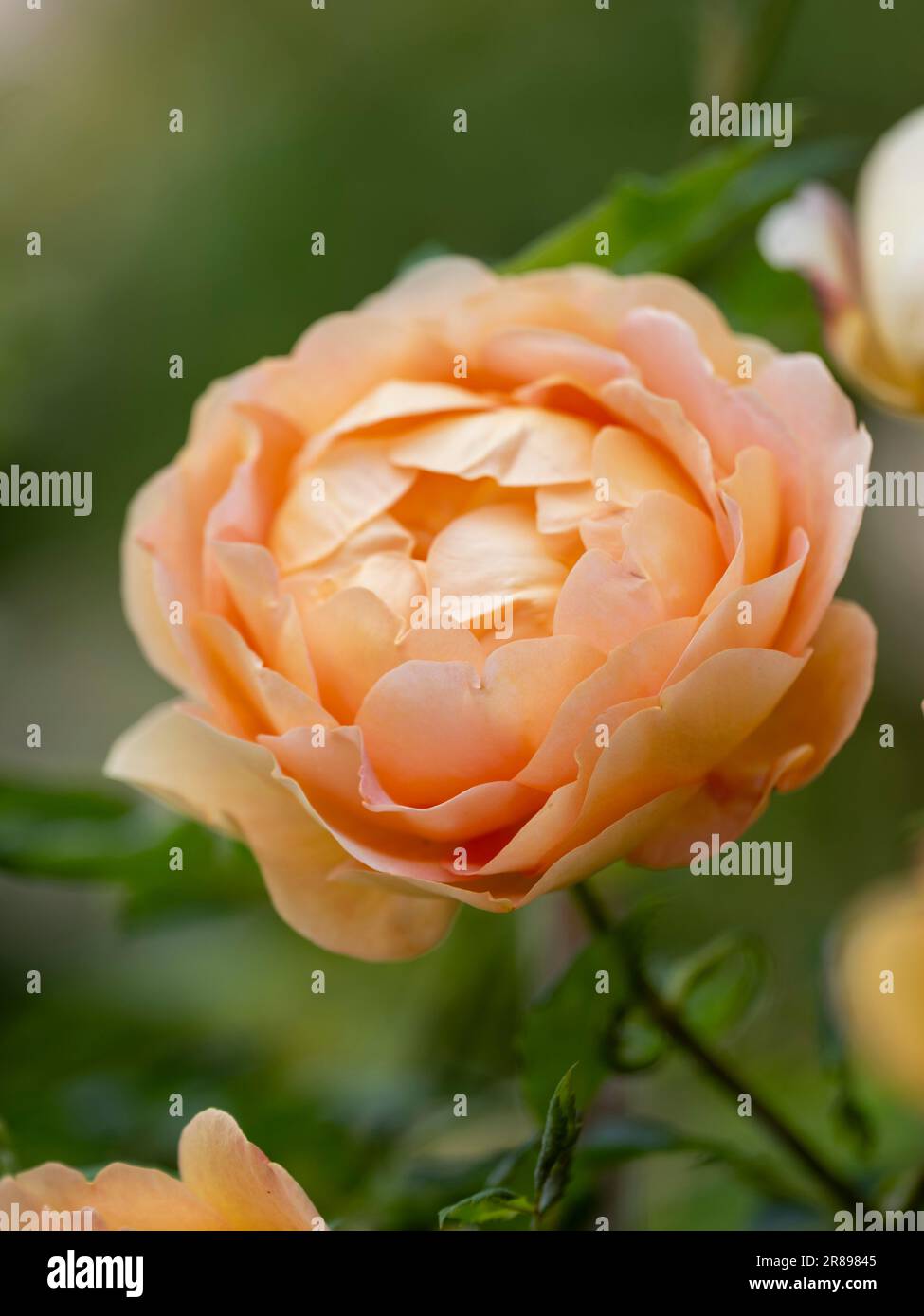 Bush bright orange flowers hi-res stock photography and images - Alamy