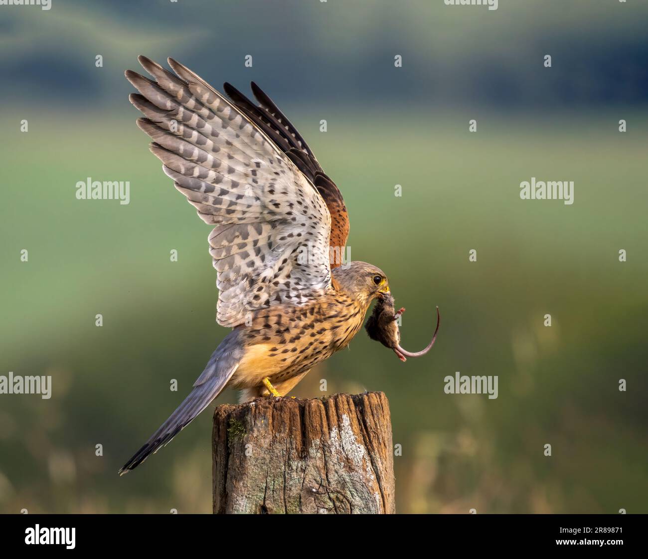 Dead prey in beak hi-res stock photography and images - Alamy