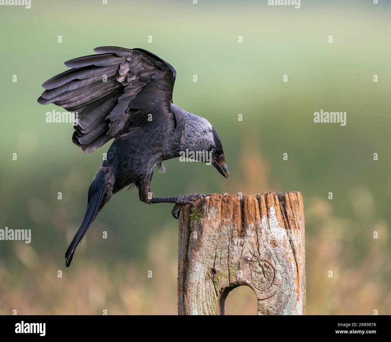 Crow landing hi-res stock photography and images - Alamy