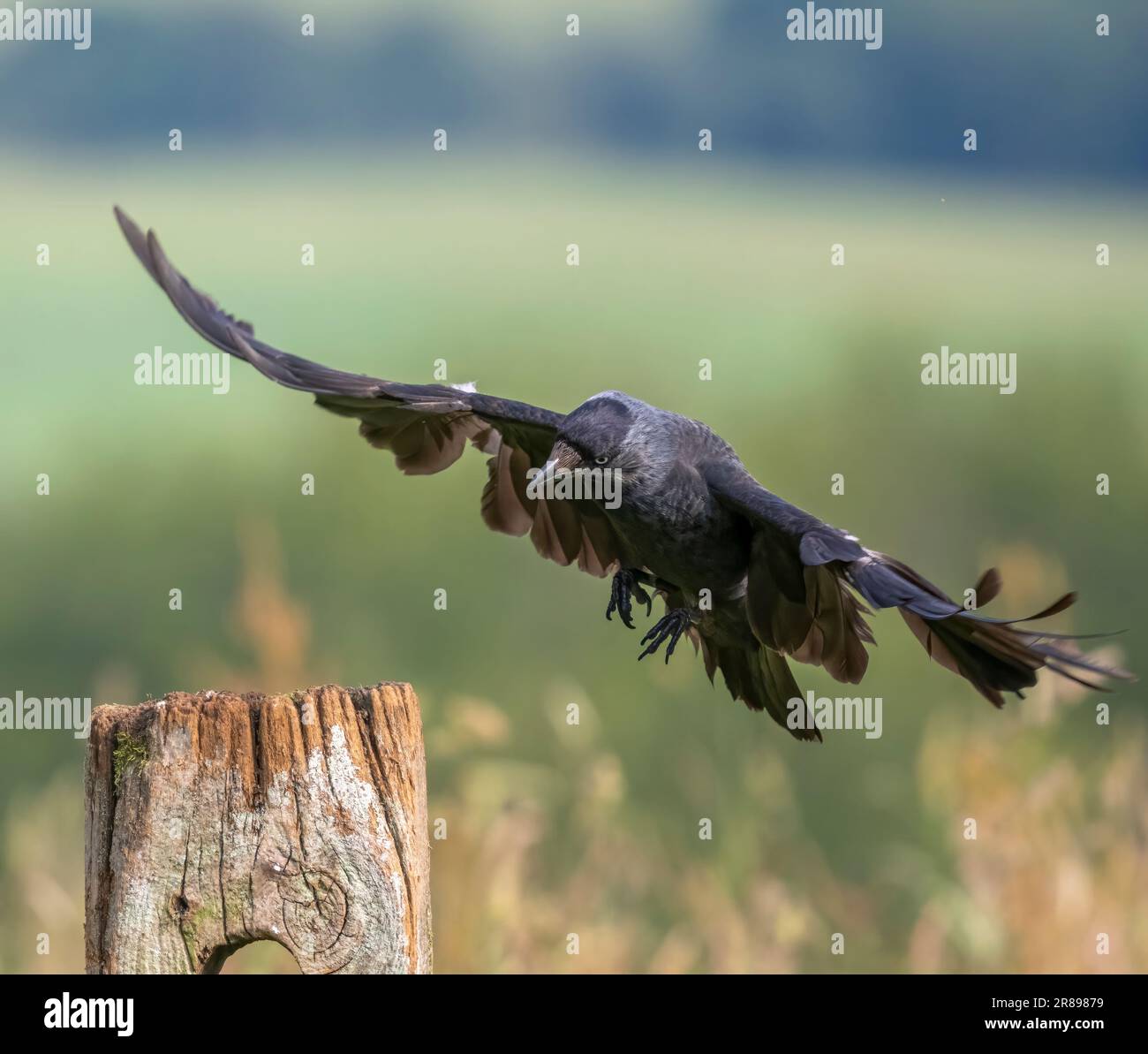 Crow landing on field hi-res stock photography and images - Alamy