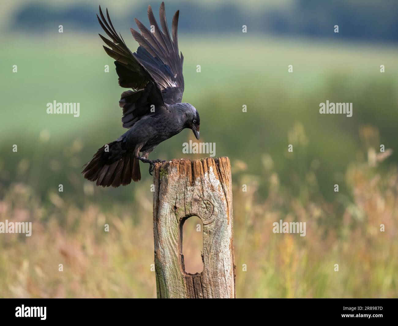 Crow landing on field hi-res stock photography and images - Alamy