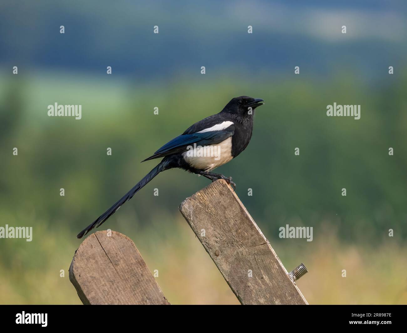 Pica pics hi-res stock photography and images - Alamy