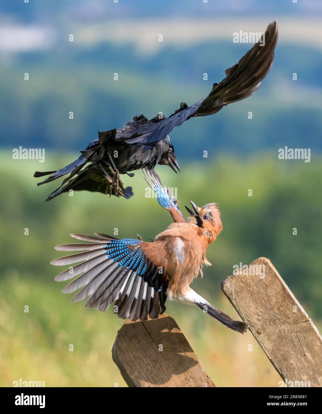 Fighting birds hi-res stock photography and images - Alamy