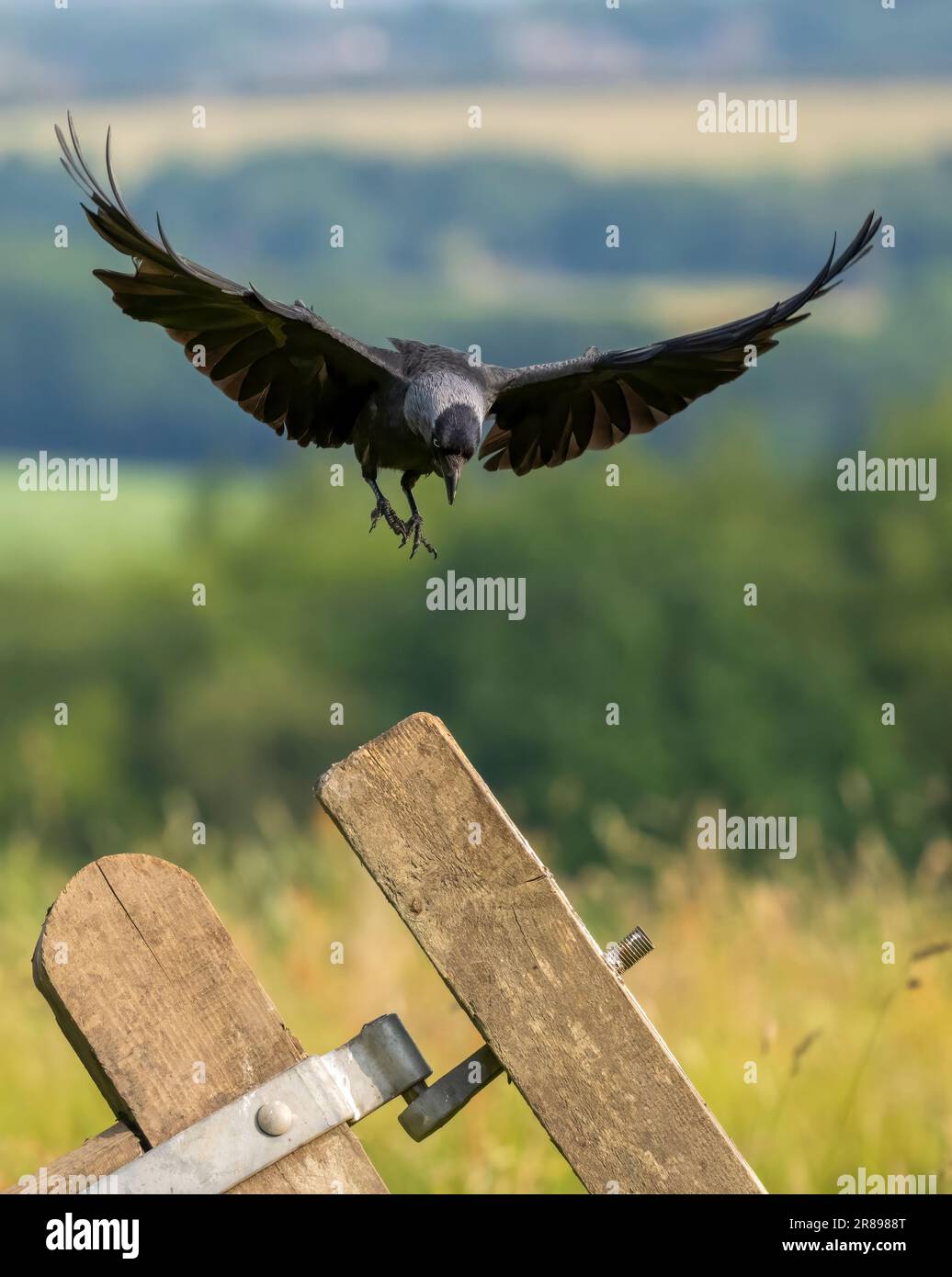 Crow landing on field hi-res stock photography and images - Alamy