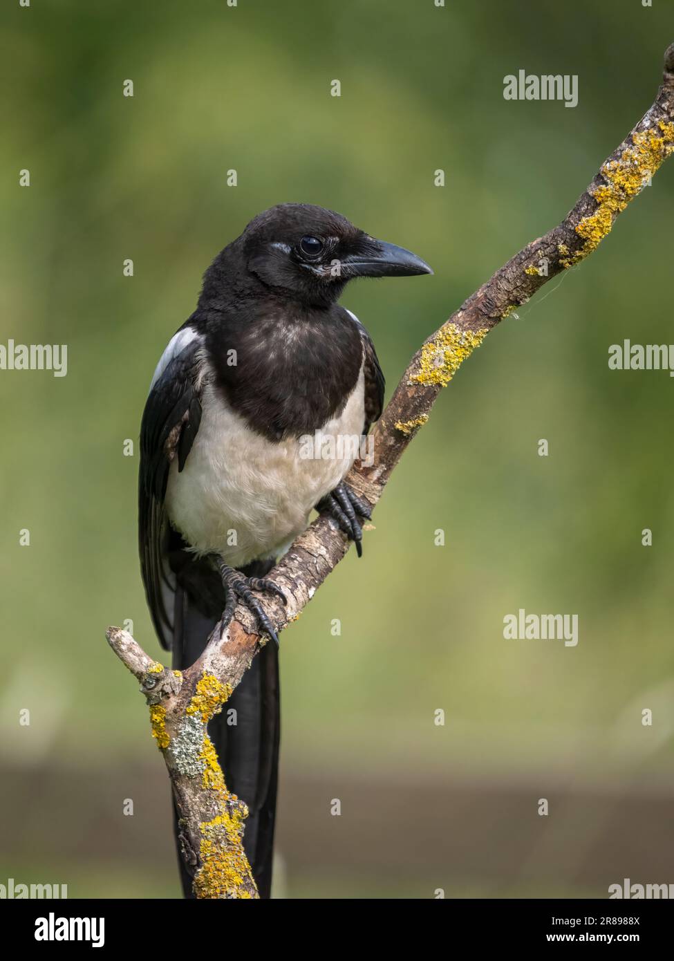 A Magpie, (Pica pica), perched on a tree branch and facing towards the ...