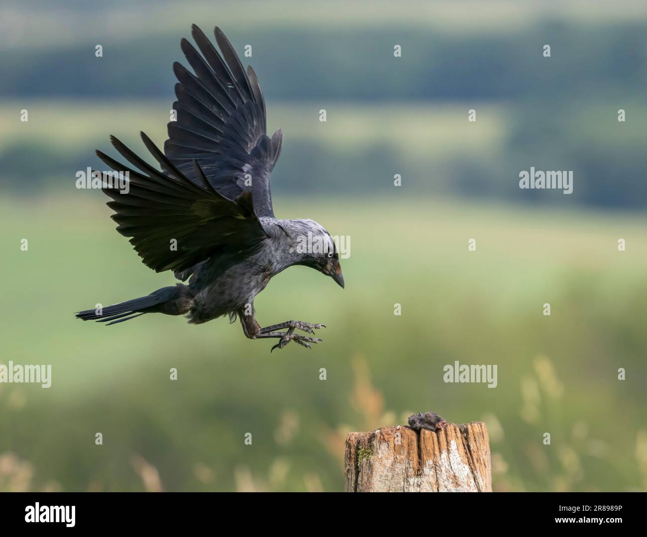 Crow landing on field hi-res stock photography and images - Alamy