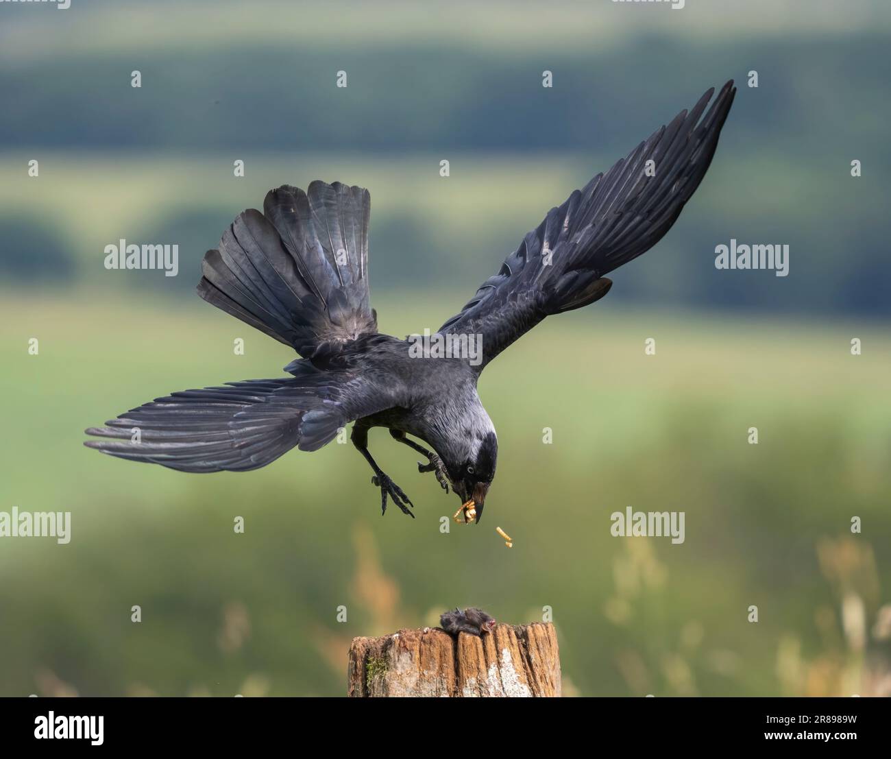 Crow landing on field hi-res stock photography and images - Alamy