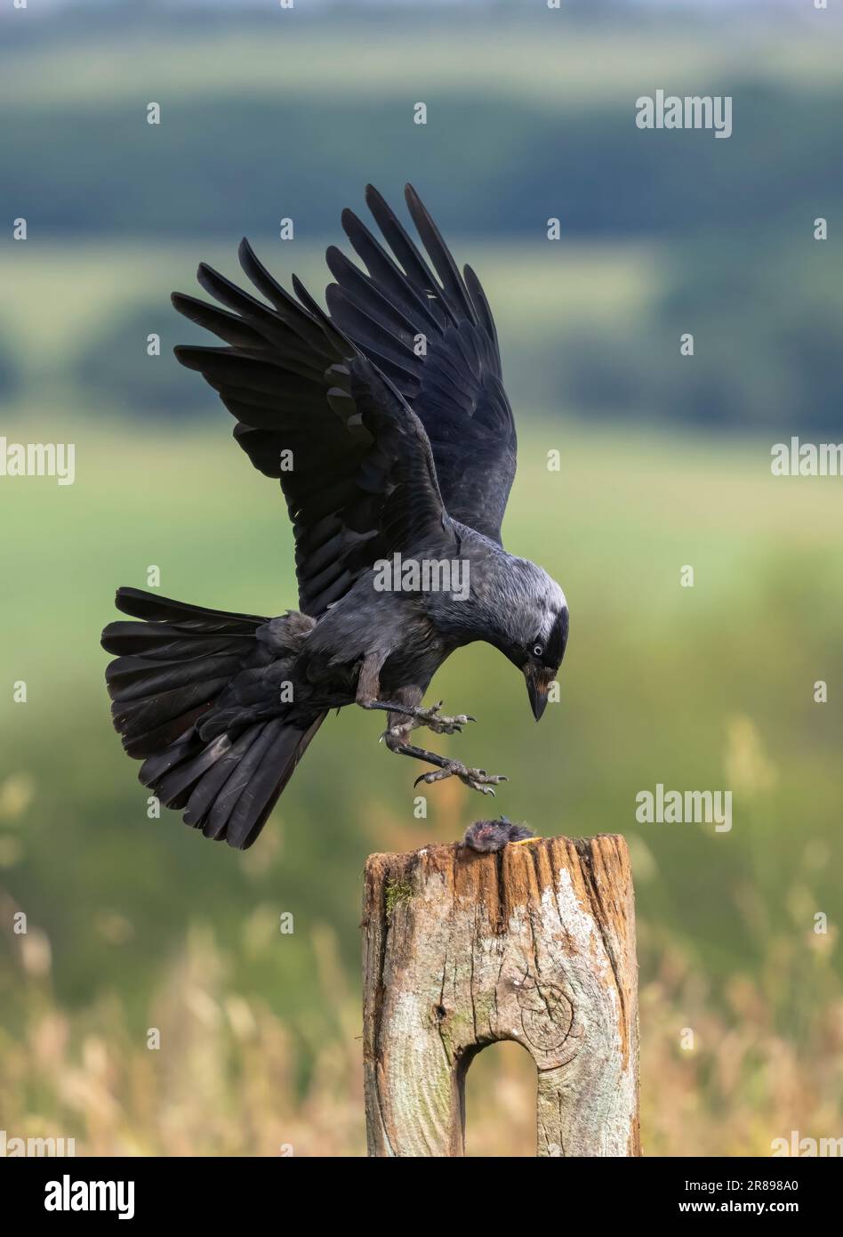 Crow landing hi-res stock photography and images - Alamy