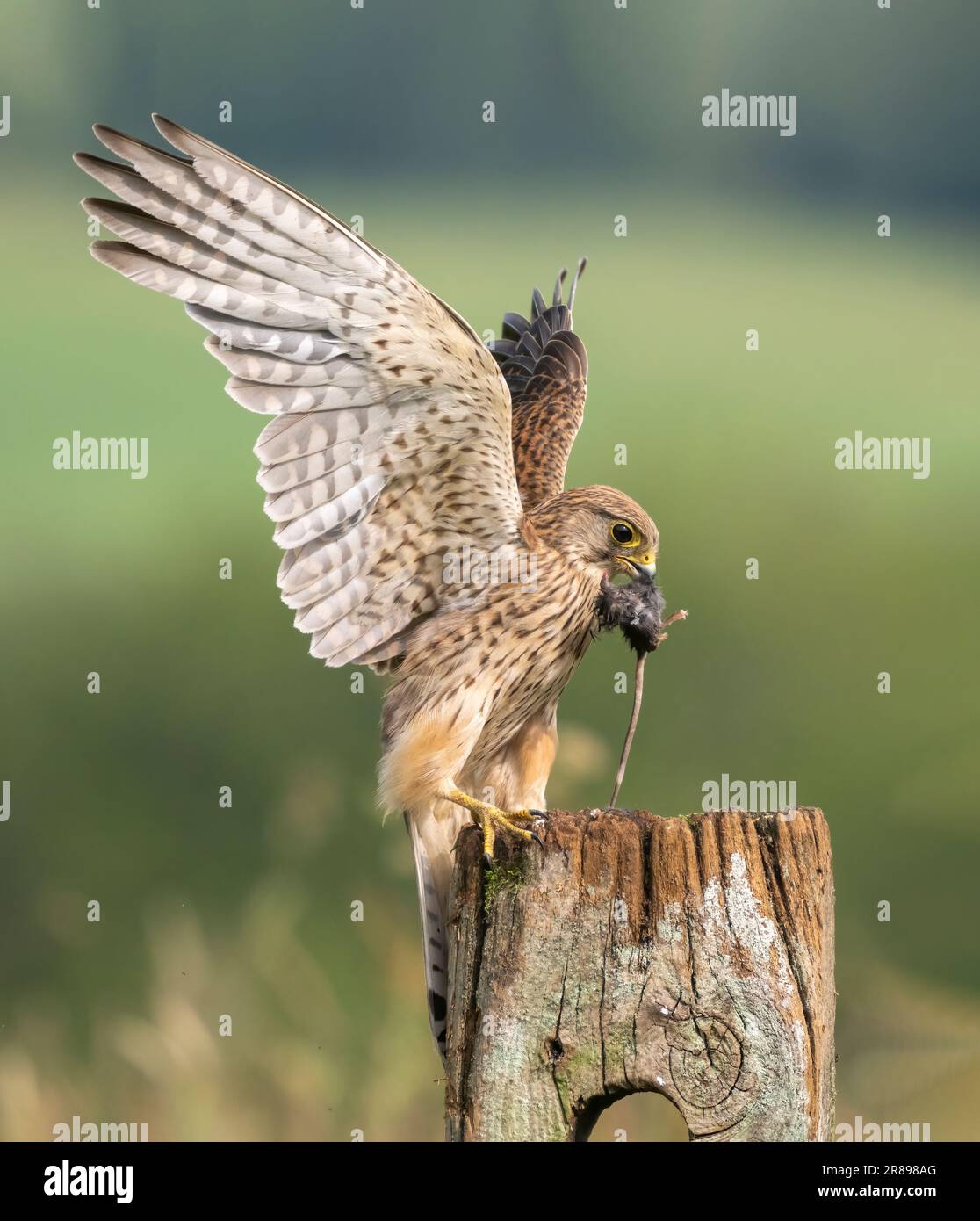 A female Kestrel, (Falco tinnunculus), landing on an old wooden gate ...
