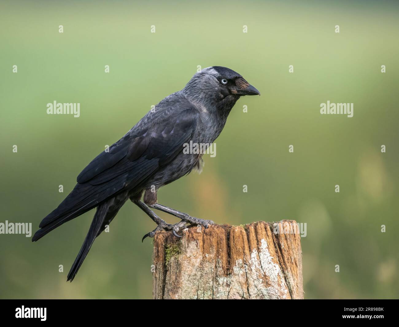Jackdaws perched hi-res stock photography and images - Alamy